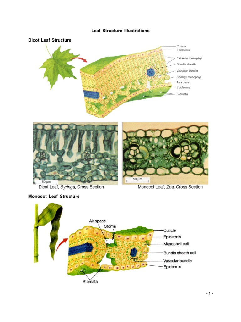 Leaf Structure | PDF | Foreign Language Studies | Home & Garden