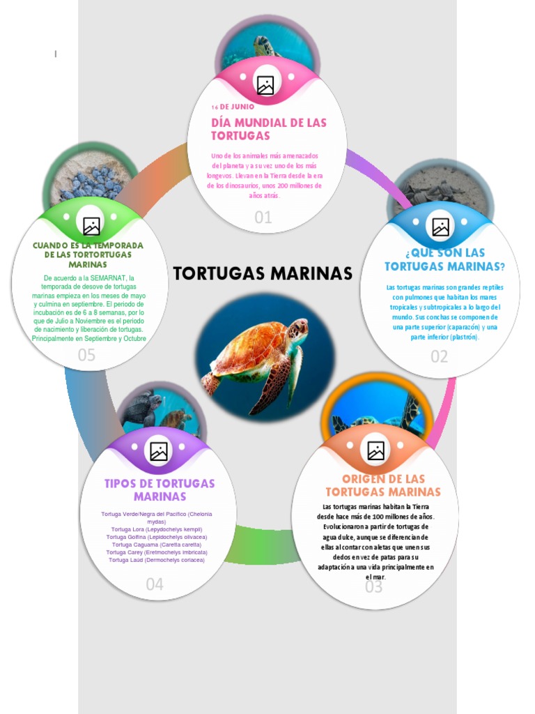 Infografia Tortugas Marinas | PDF | Tortuga marina | Tortuga