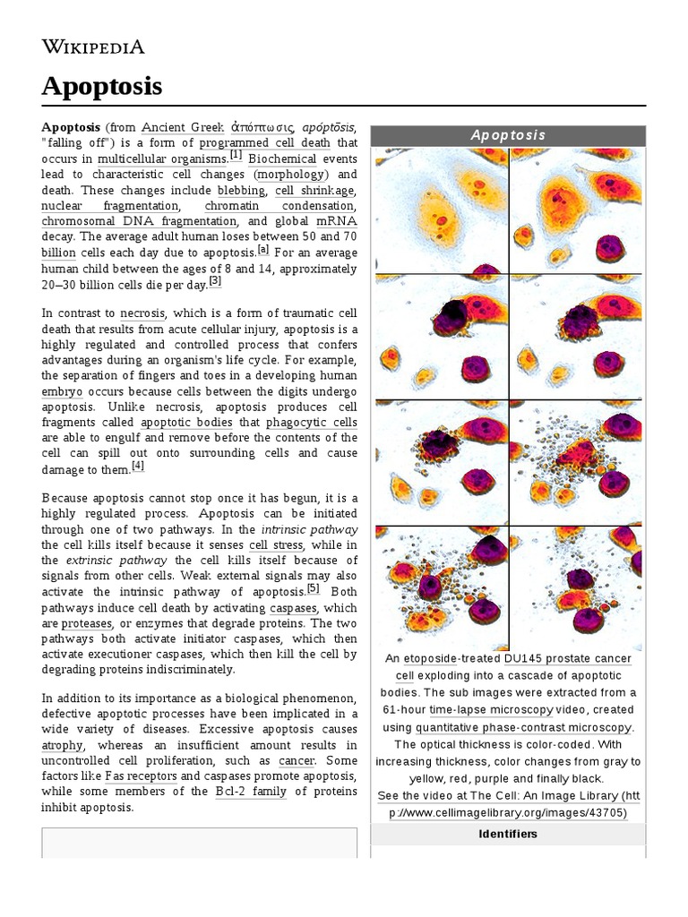Apoptosis | PDF | Apoptosis | Hiv