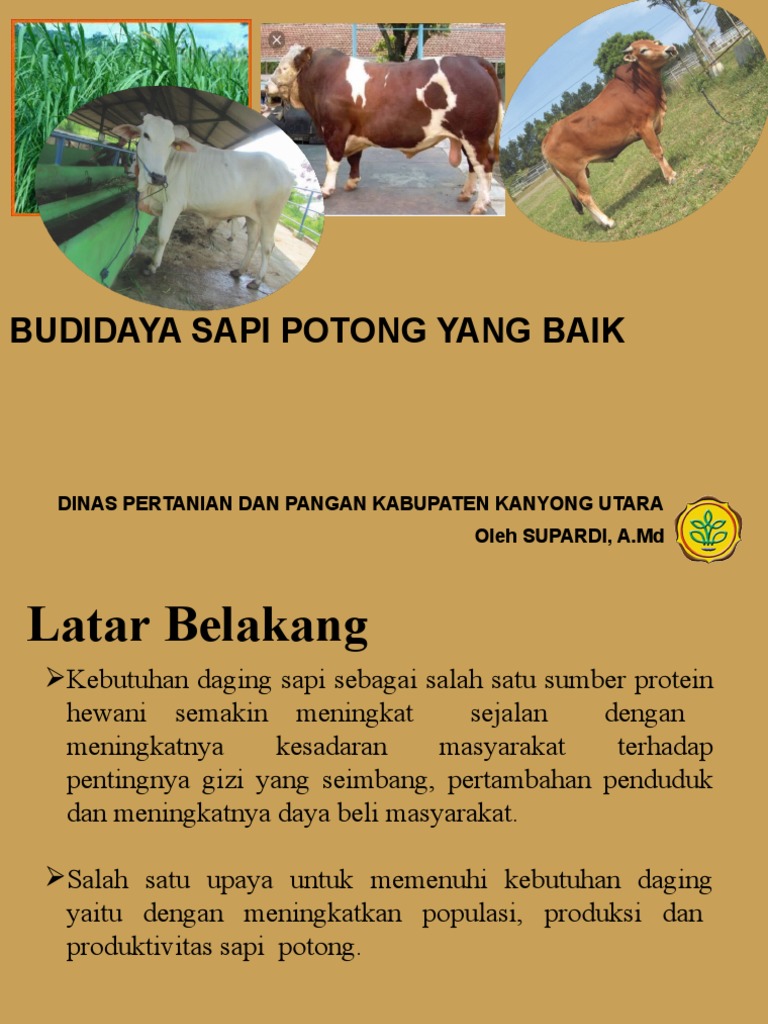 Ternak Sapi Potong | PDF | Kesehatan Holistik