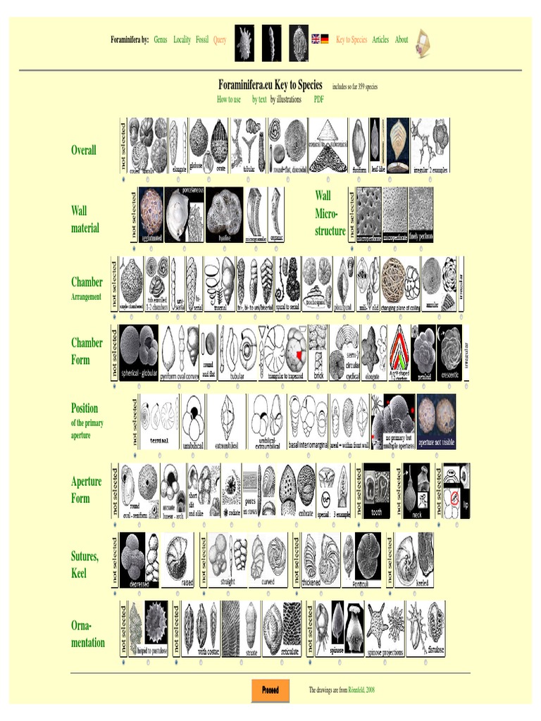 Foraminifera Species Key and Guide | PDF