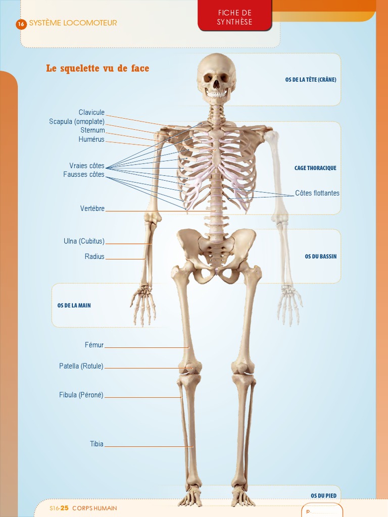 SCIENCES Cycle3 16 Systeme Locomoteur FS | Download Free PDF | Nerf ...