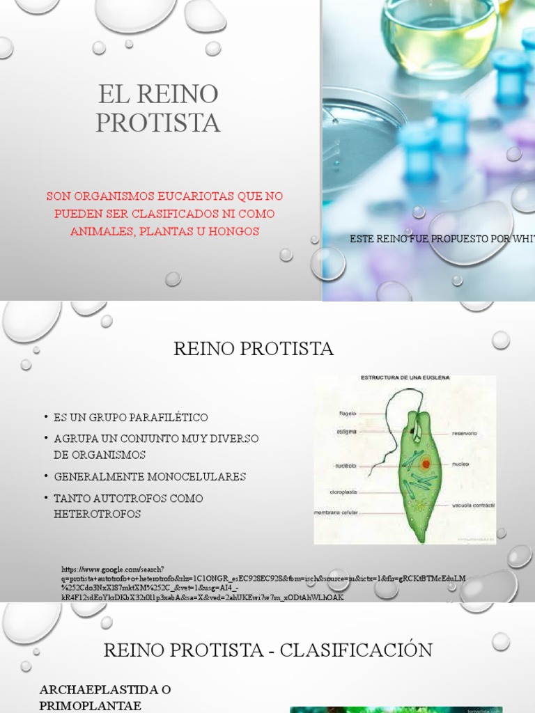 El Reino Protista | PDF | Algas | Taxa