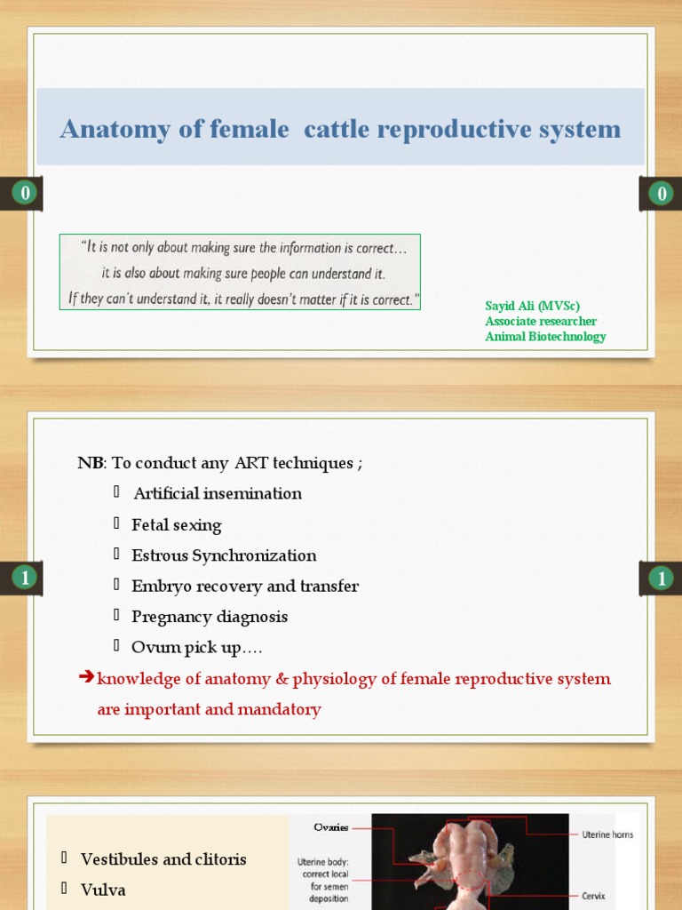 Anatomy of Female Cattle | PDF | Uterus | Animal Female Reproductive System