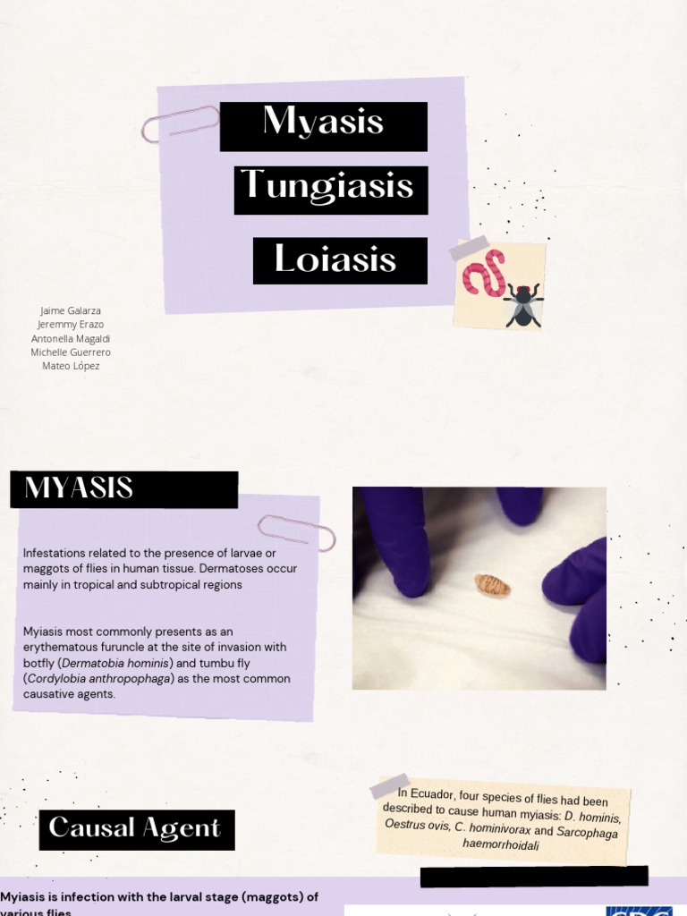 Myasis, Tungiasis and Loiasis | PDF | Epidemiology | Medical Specialties