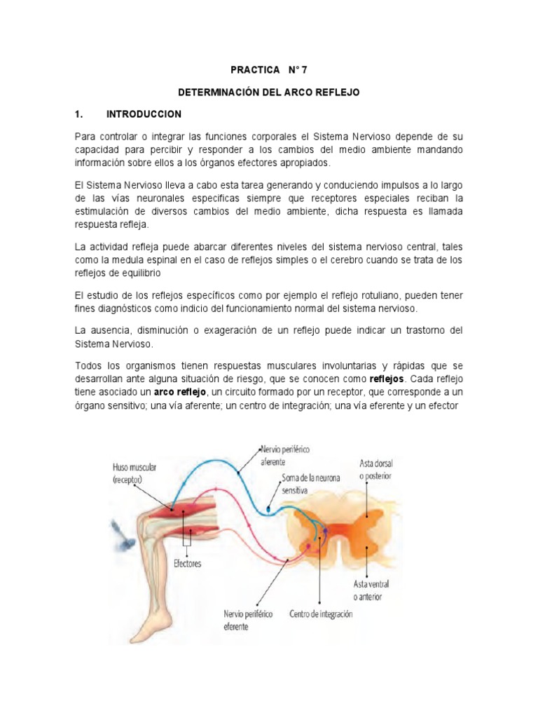 Guia Practica N°7 Determinacion Del Arco Reflejo y Reflejos | PDF | Sistema nervioso | Neurociencia