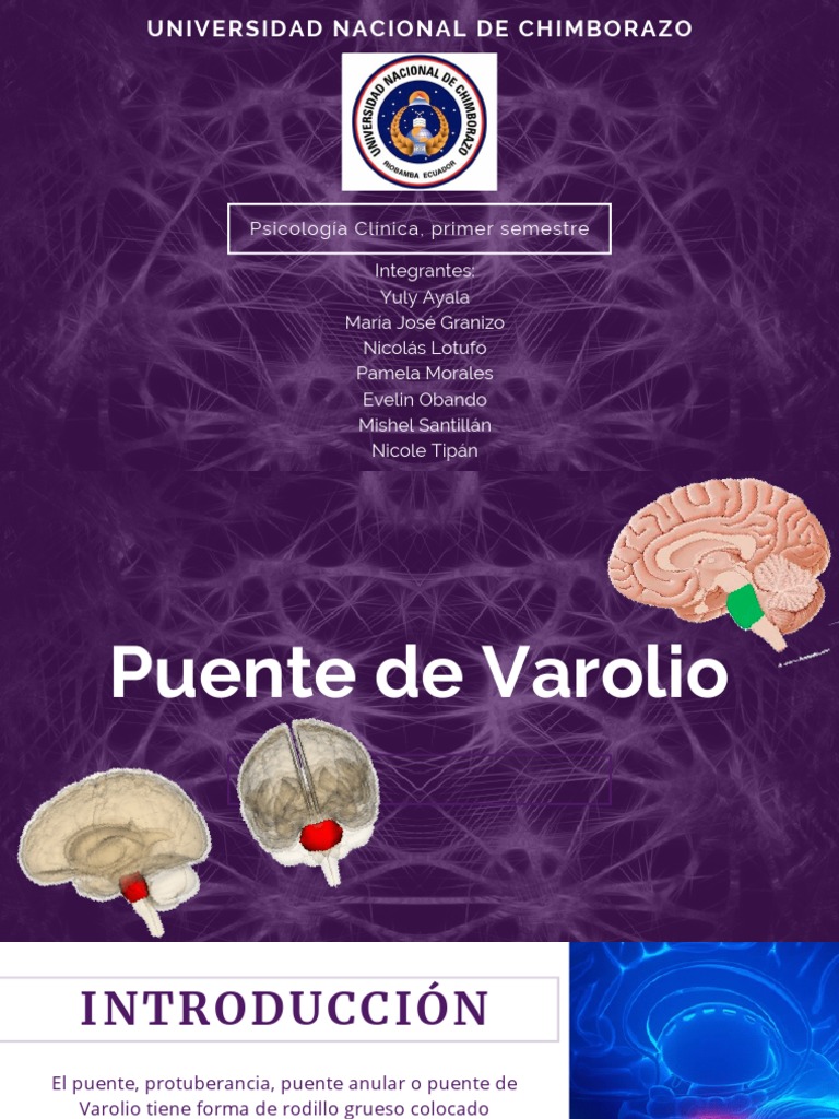 Protuberancia | PDF | Cerebelo | Sistema nervioso