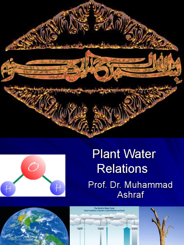Understanding Plant Water Relations | PDF | Chemistry | Physical Sciences