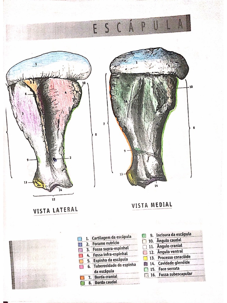Ossos Do Membro Torácico | PDF