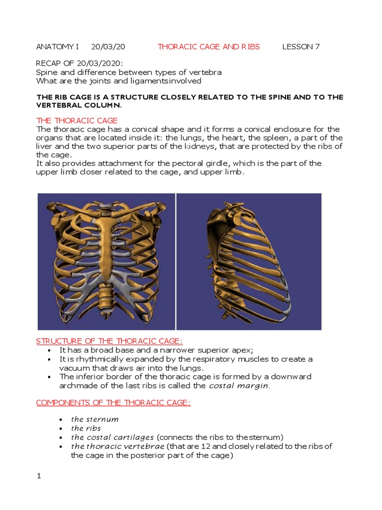 ANATOMY I 20.03.20 I Thoracic Cage | PDF | Vertebra | Thorax