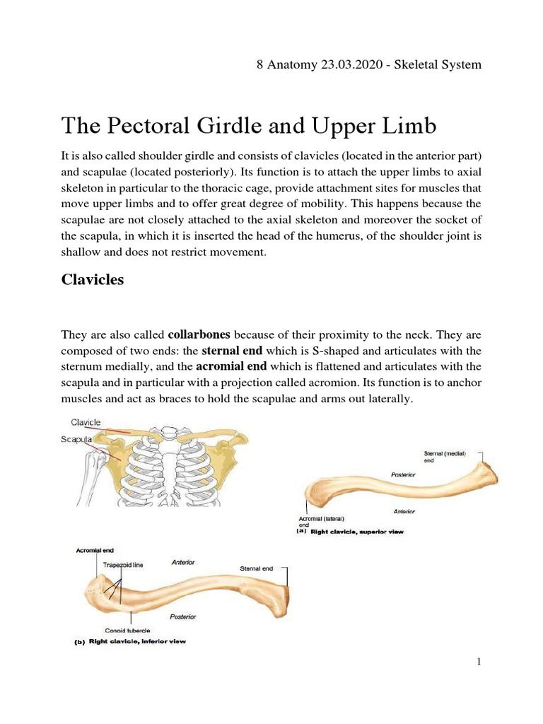 ANATOMY I 23.03.20 I The Pectoral Girdle and Upper Limb | PDF ...