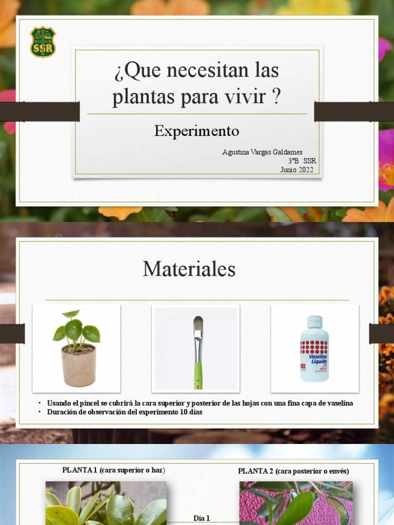 Que Necesitan Las Plantas para Vivir | PDF | Hoja | Plantas