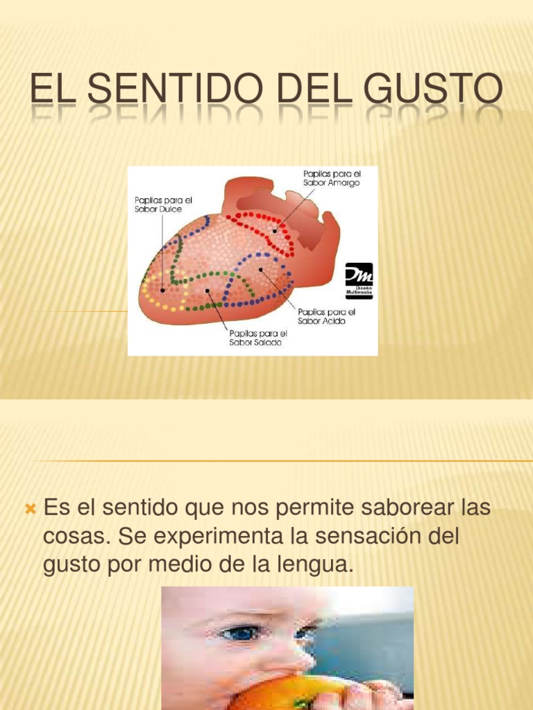El Sentido Del Gusto | PDF | Gusto | Sabor