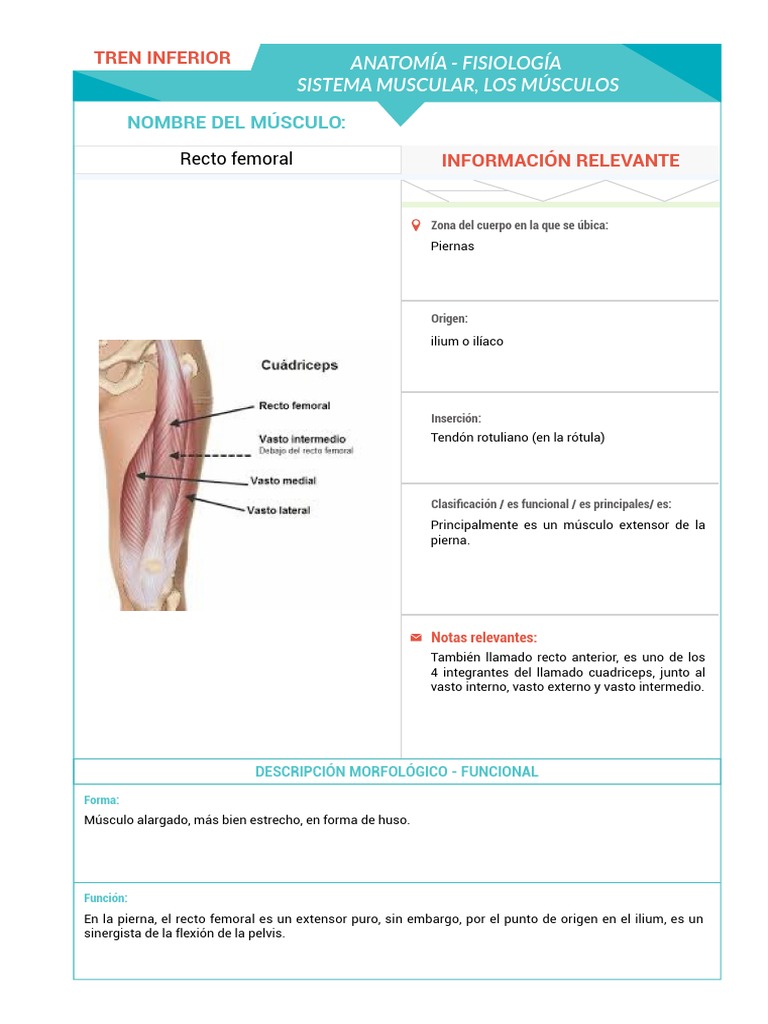 Músculos del Tren Inferior | PDF | Sistema musculoesquelético ...