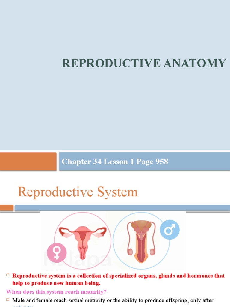 Reproductive Anatomy: Chapter 34 Lesson 1 Page 958 | PDF | Reproductive ...