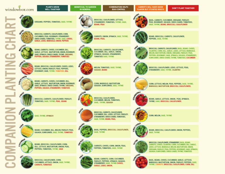 Companion Planting Chart | PDF | Dill | Tomato