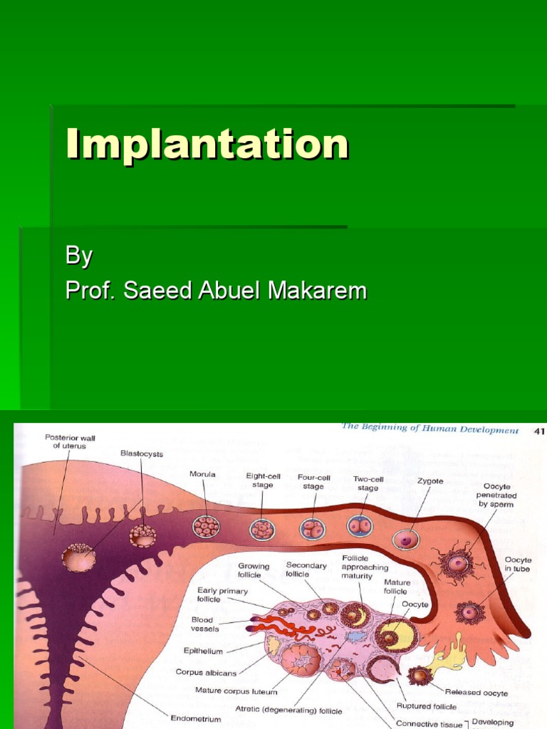 Implantation | PDF | Implantation (Human Embryo) | Uterus
