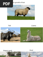 Science Class 7th Project On Information On Wool Yielding Animals From ...