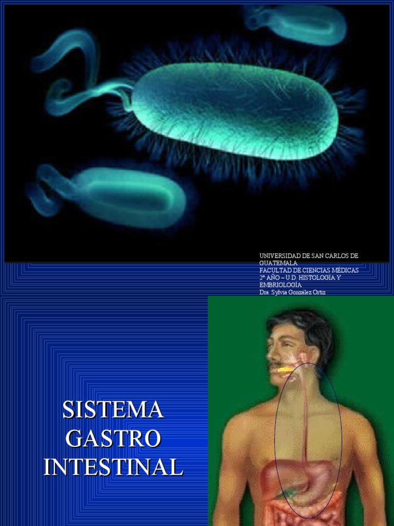 Sistema digestivo: Faringe, esófago y estómago | PDF | Membrana mucosa ...