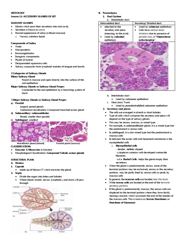 Accessory Glands of The GIT | PDF | Pancreas | Anatomy