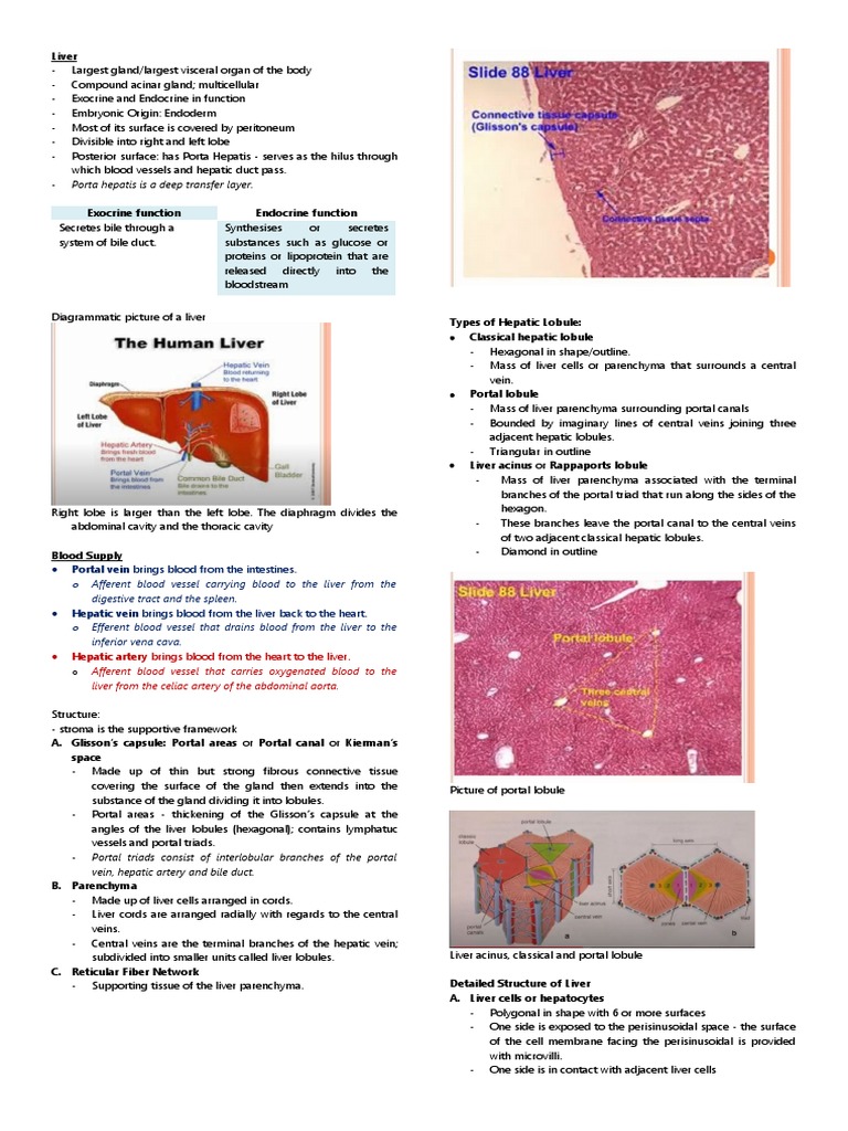 Liver and Gallbladder | PDF | Liver | Hepatocyte