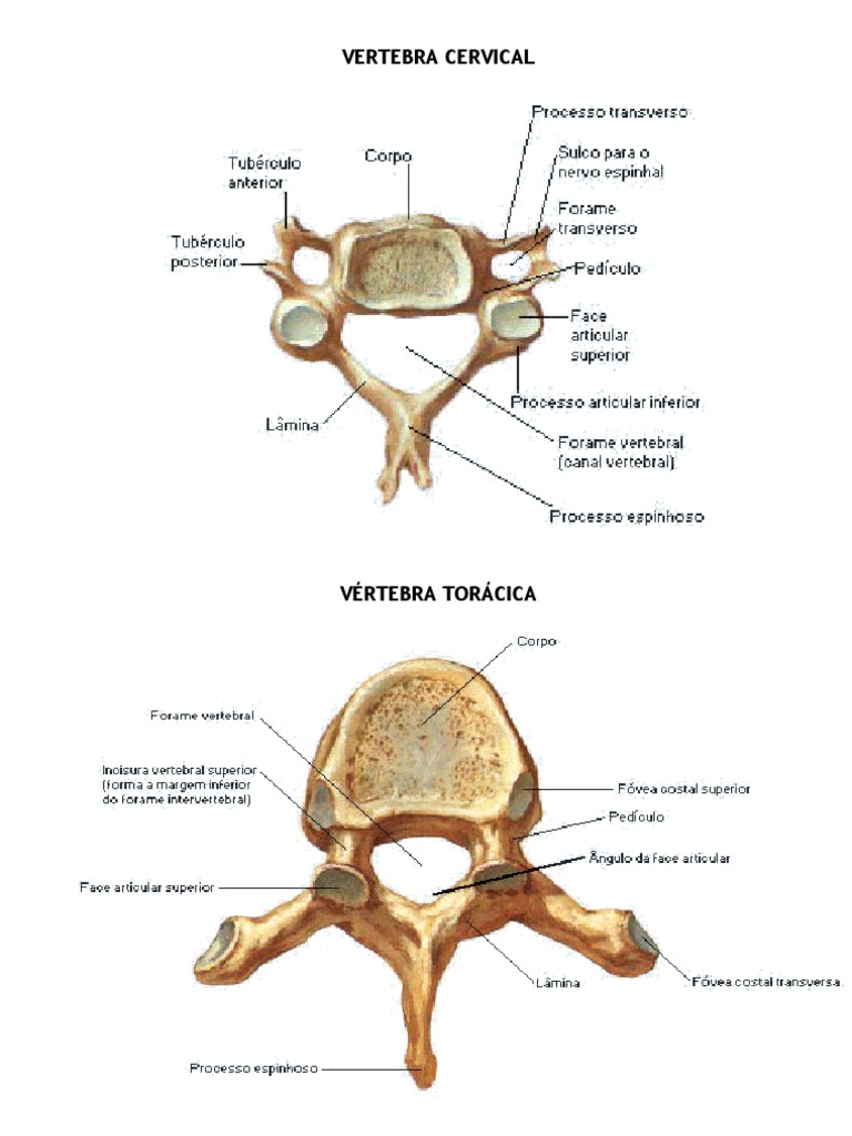 Anatomia Das Vértebras | PDF