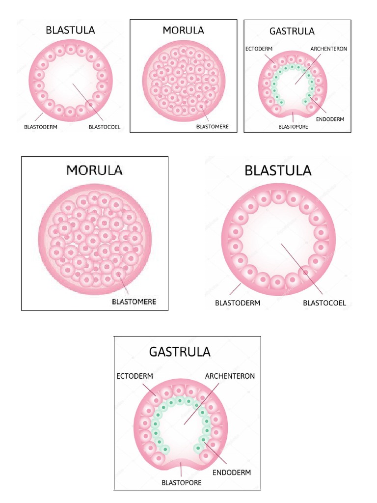 Morula Blastula | PDF