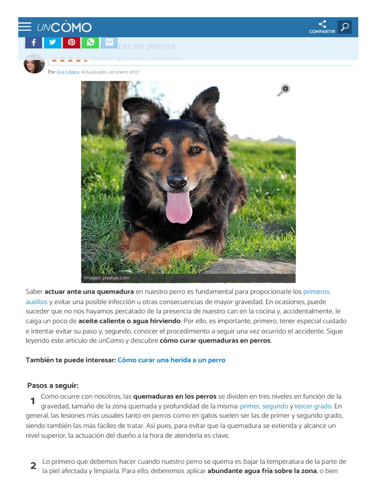 Quemaduras en Perros | PDF | Quemar | Primeros auxilios
