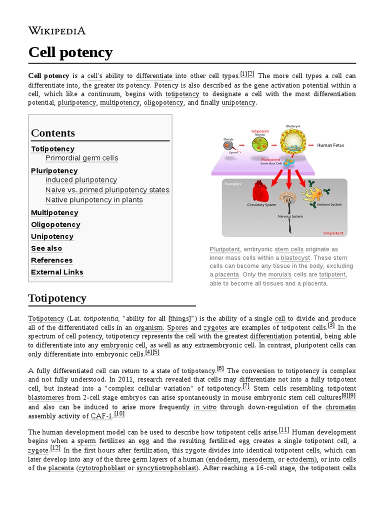 Cell Potency: Cell Potency Is A Cell's Ability To Differentiate Into ...