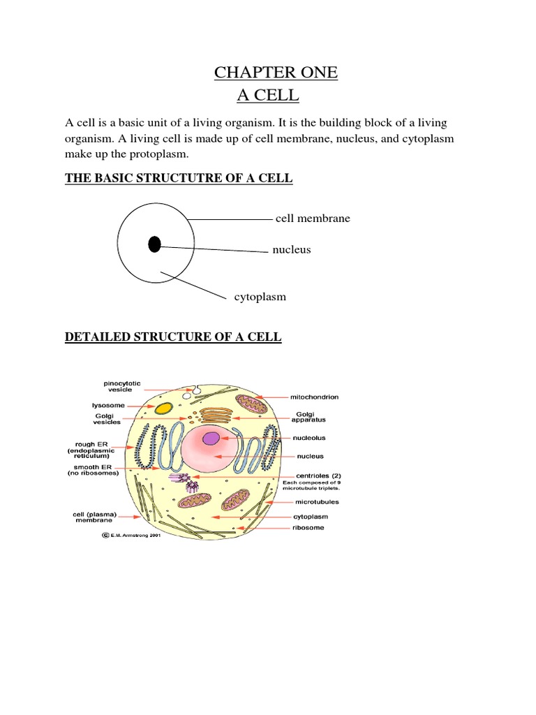 Chapter One A Cell | PDF | Osmosis | Cellular Respiration