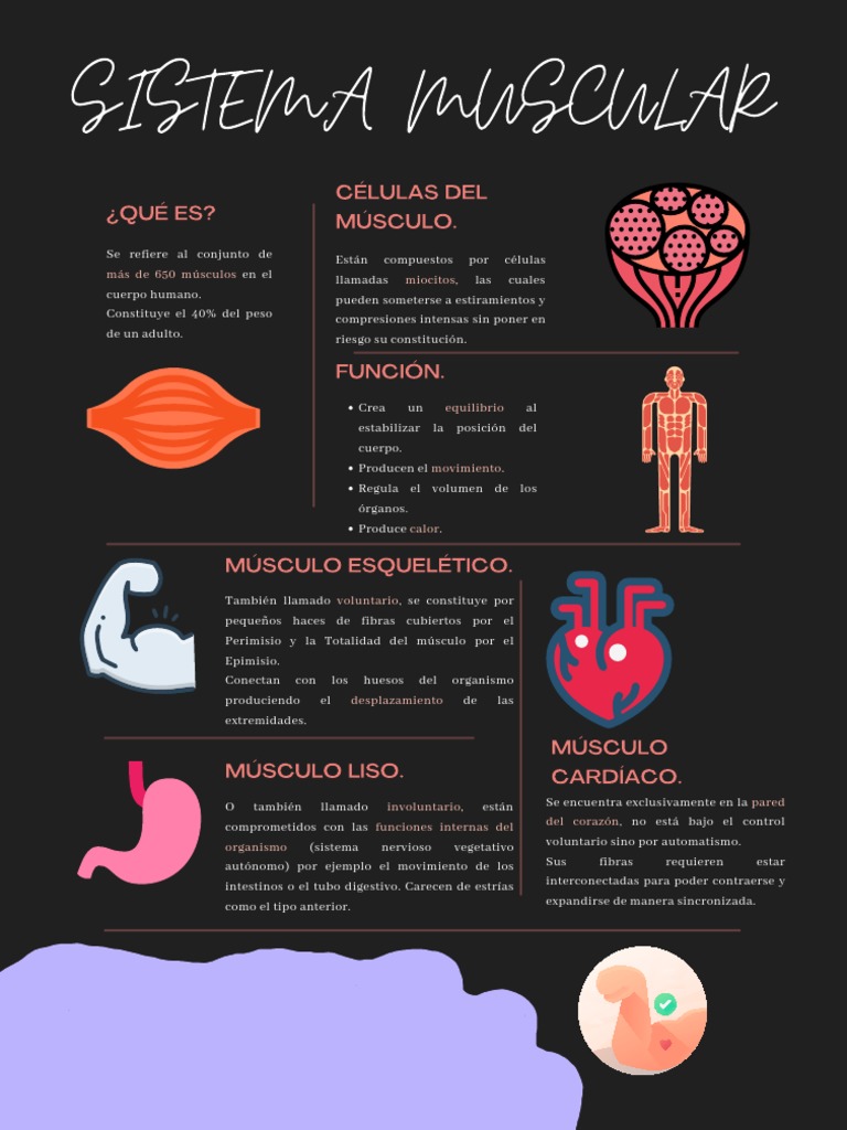 Funciones y tipos del sistema muscular | PDF | Músculo esquelético ...