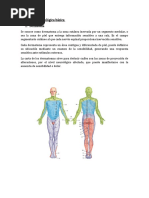 Miotomas - Definición y Pruebas - Kenhub | PDF | Codo | Neuroanatomía