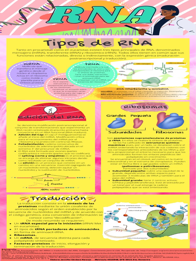 Rna Infografía | PDF | Rna | Messenger Rna