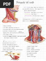 Triangulo de Farabeuf | PDF | Anatomía humana | Cabeza y cuello humanos