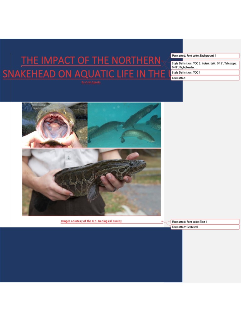 The Impact of The Northern Snakehead On Aquatic Life in The Us | PDF ...