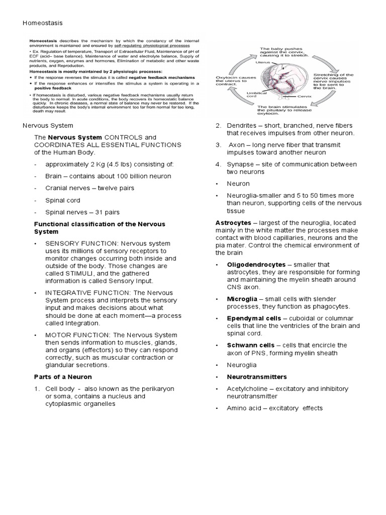 Homeostasis and Nervous System | PDF | Nervous System | Neuron