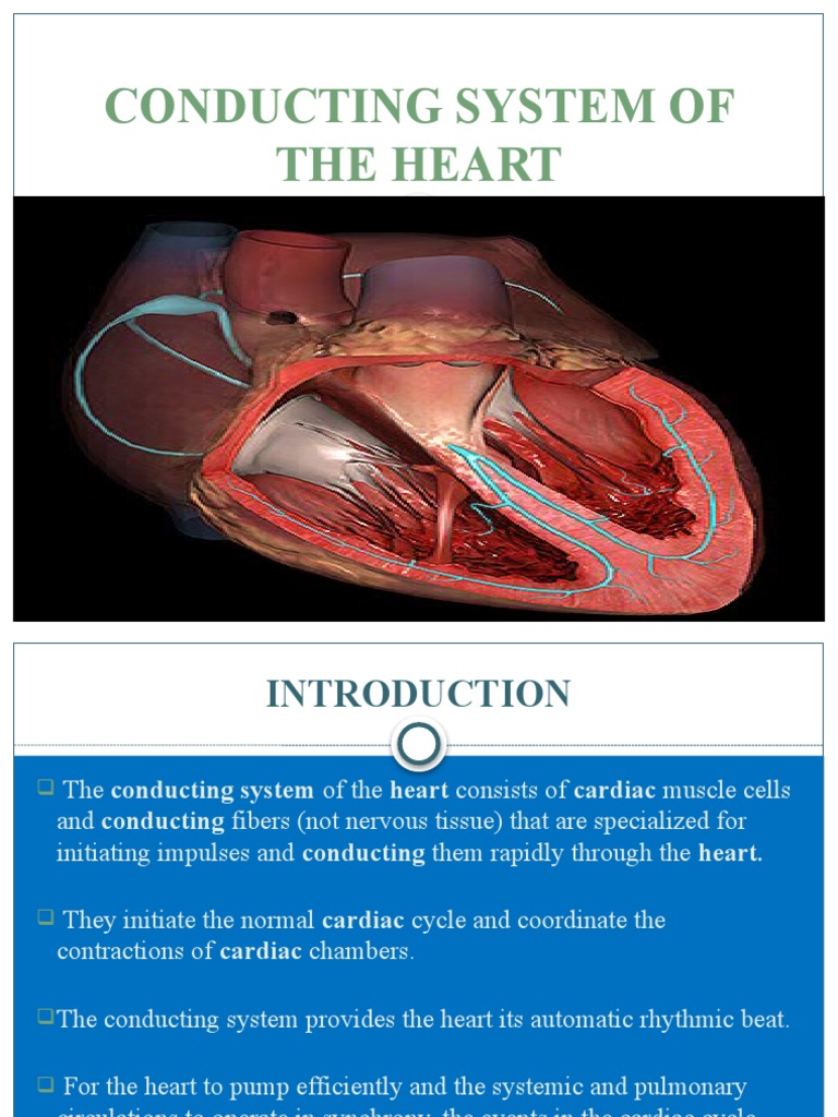 Conducting System of The Heart | PDF | Atrium (Heart) | Heart