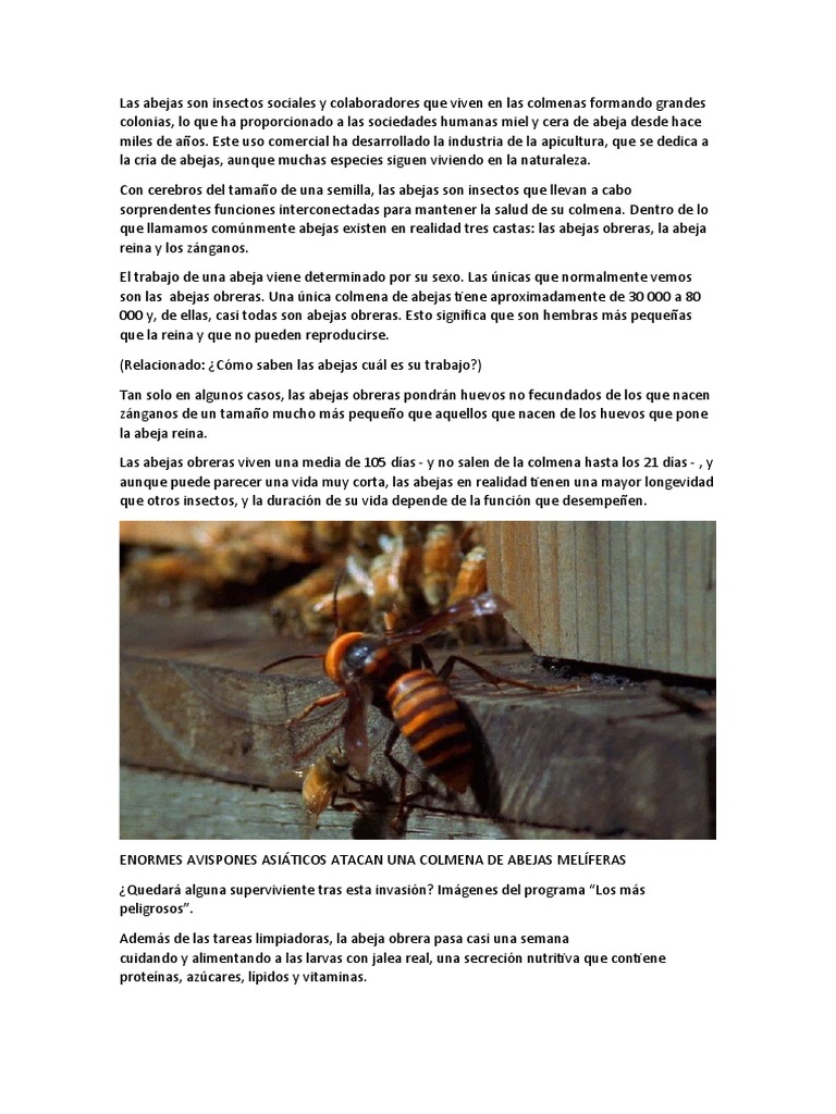 Funciones y tipos de abejas en colmenas | PDF | Western Honey Bee | Colmena