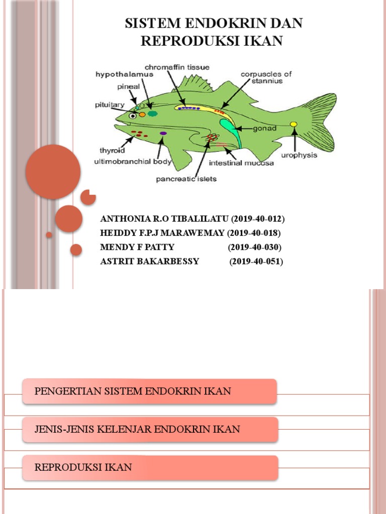 Sistem Endokrin Dan Reproduksi Ikan | PDF