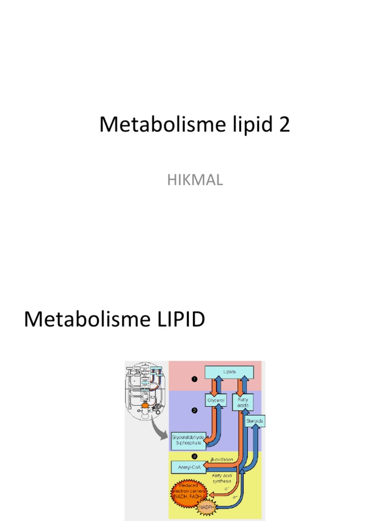 Metabolisme Lipid 2 | PDF