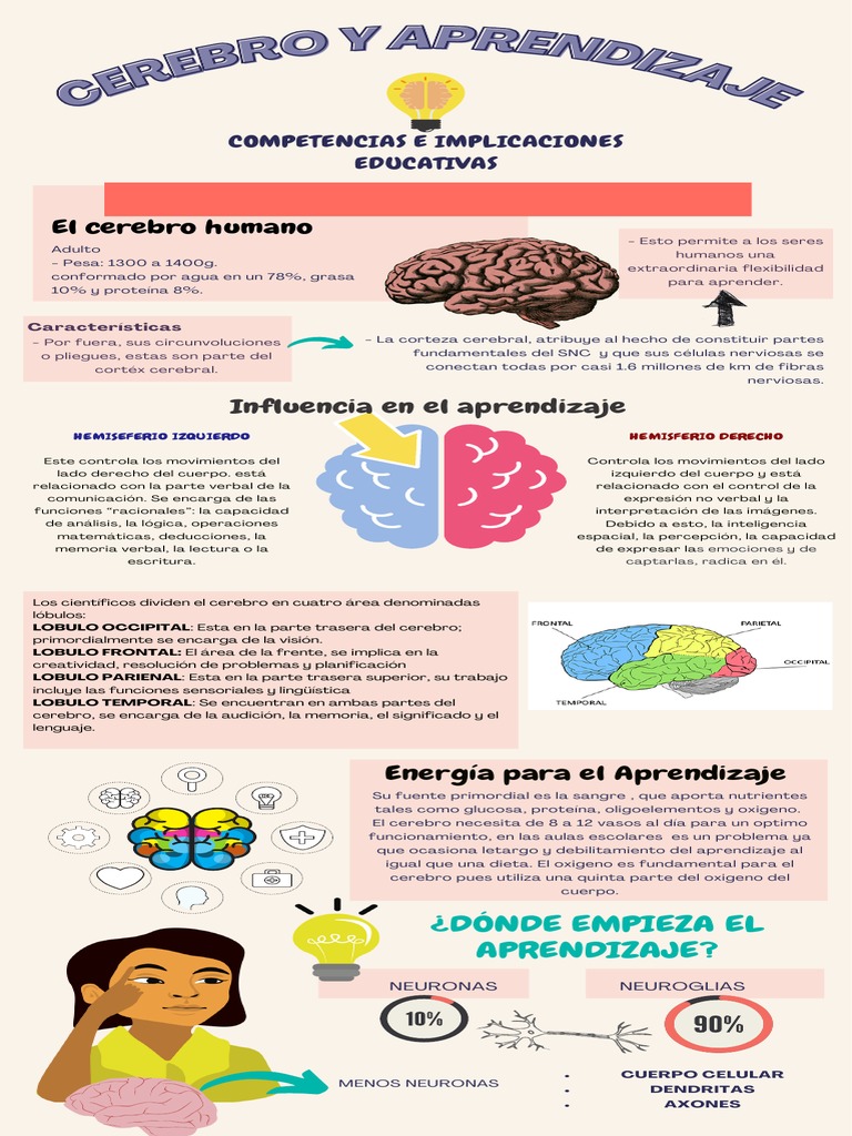 Cerebro Y Aprendizaje Pdf Cerebro Aprendizaje