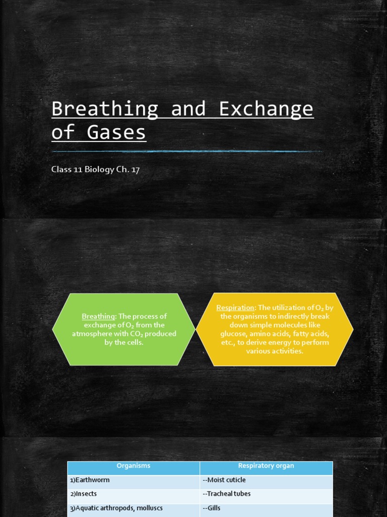 Breathing and Exchange of Gases: Class 11 Biology Ch. 17 | PDF ...