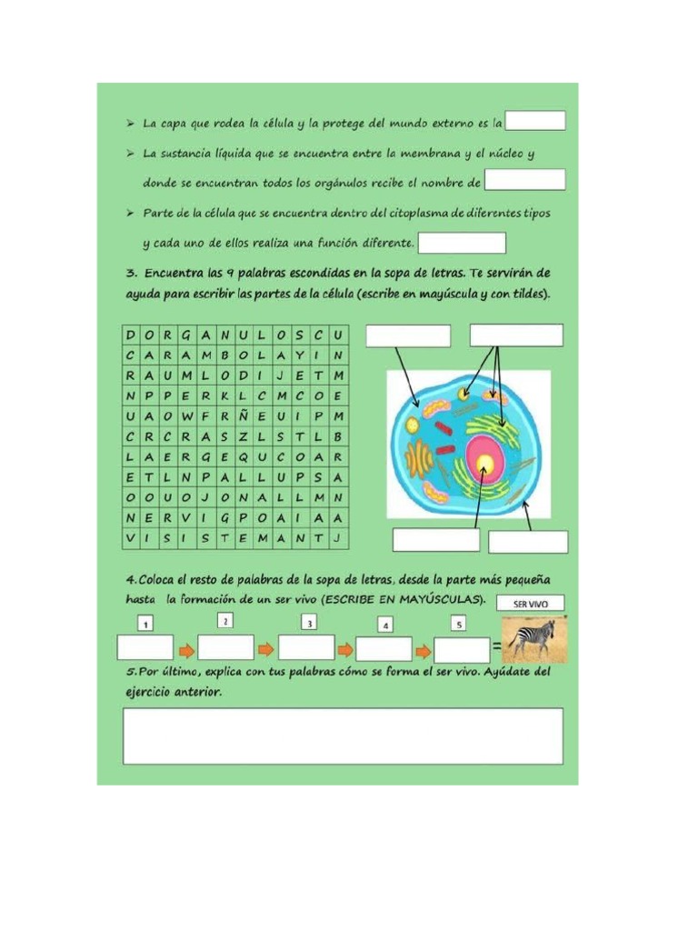 Celula Imprimir | PDF