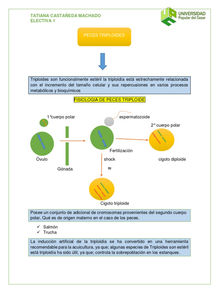 Triploides y Tetraploides., Castañeda. | PDF