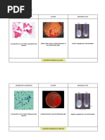 Microbiology Mnemonics | PDF | Bacteria | Gram Negative Bacteria