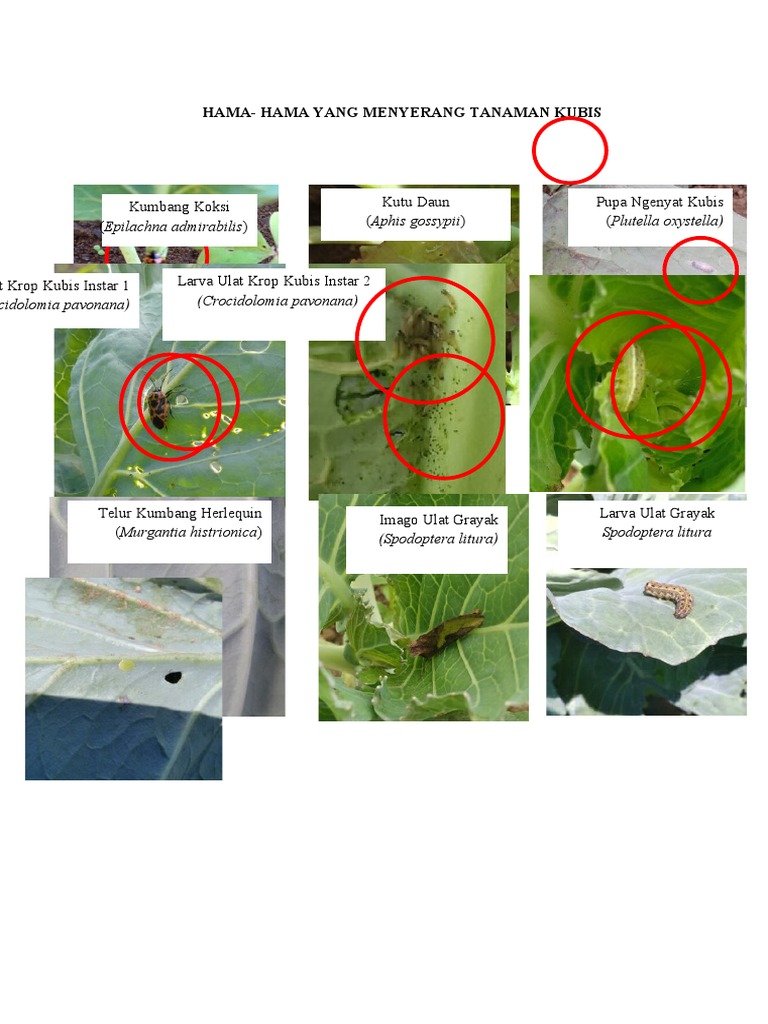 Hama Yang Menyerang Kubis - Tiurma | PDF