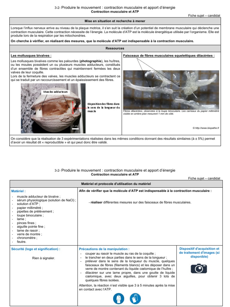 Ece 22 SVT 24 | PDF | Muscle squelettique | Contraction du muscle