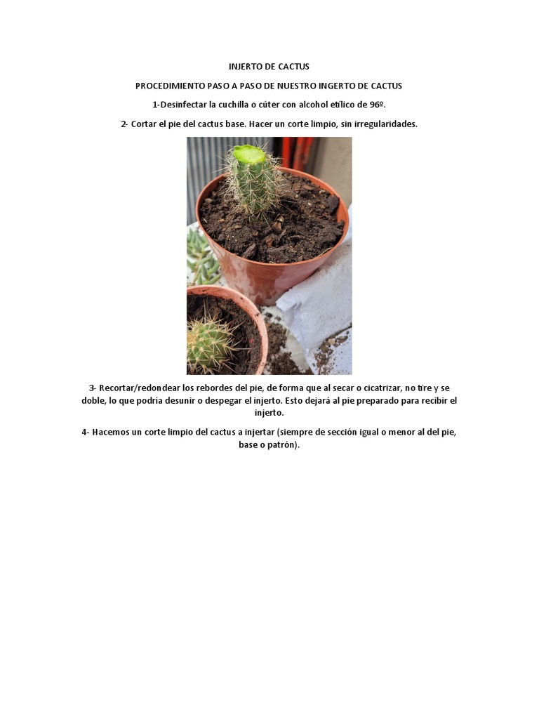 Injerto de Cactus Paso A Paso | PDF | Injerto