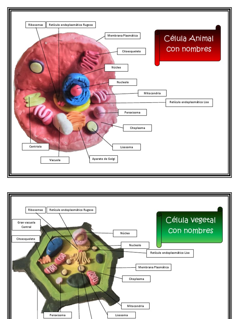Célula Animal, Vegetal, Organelos y Sus Funciones | PDF | Citoplasma ...
