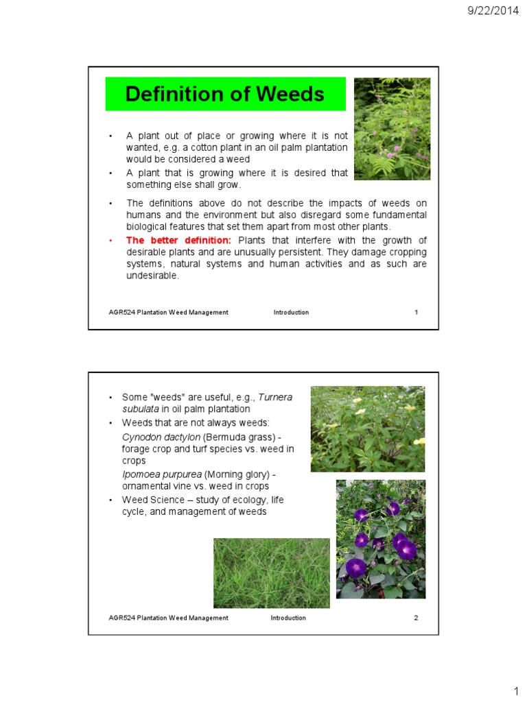 AGR524 1 Introduction | PDF | Perennial Plant | Weed